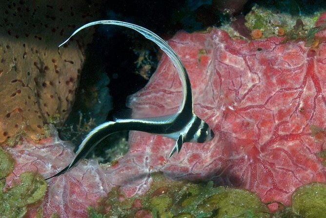 Aruba 1-Tank guided Dive for certified divers with own equipment - An In-Depth Look at What to Expect