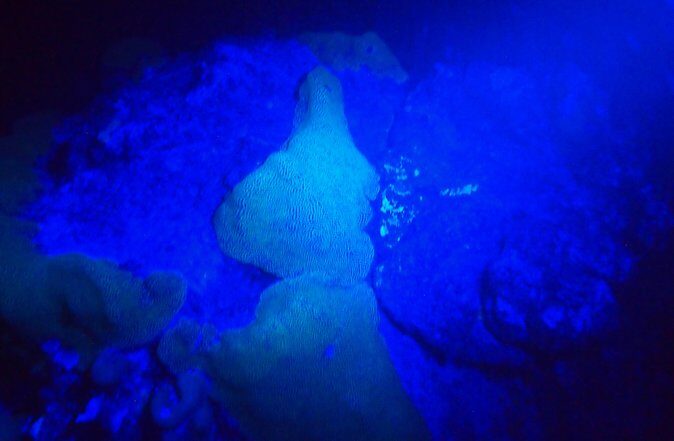 Aruba 1-Tank guided UV Night Dive for certified divers with rental equipment - Key Points