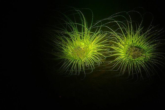 Aruba 1-Tank guided UV Night Dive for certified divers with rental equipment - The Sum Up