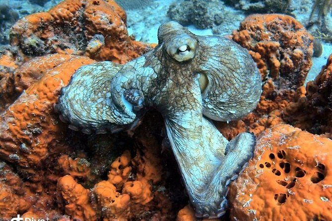 Aruba 2-Tank guided Dive for certified divers / own equipment - The Bottom Line: Who Should Book This Tour?