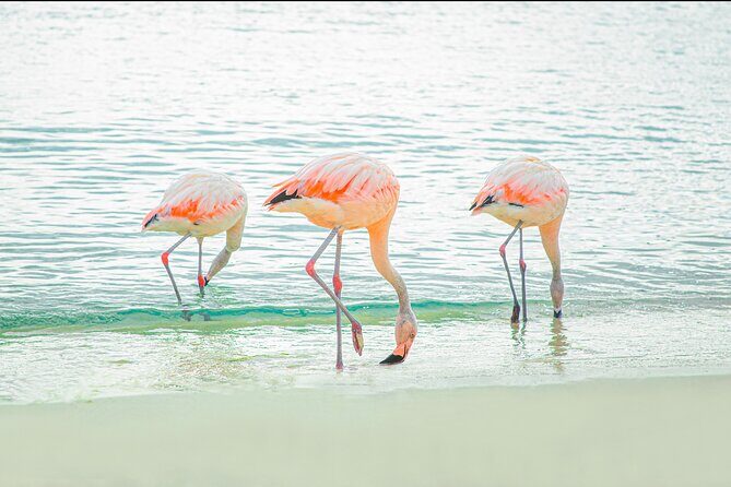 Aruba De Palm Island All-Inclusive Day Trip with Transport - Final Words