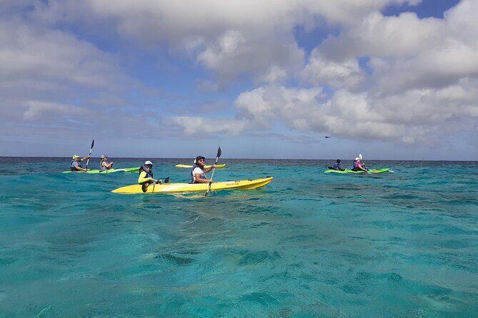 Aruba Glass Bottom Kayak Tour through the Mangrove Forest - The Experience from a Travelers Perspective
