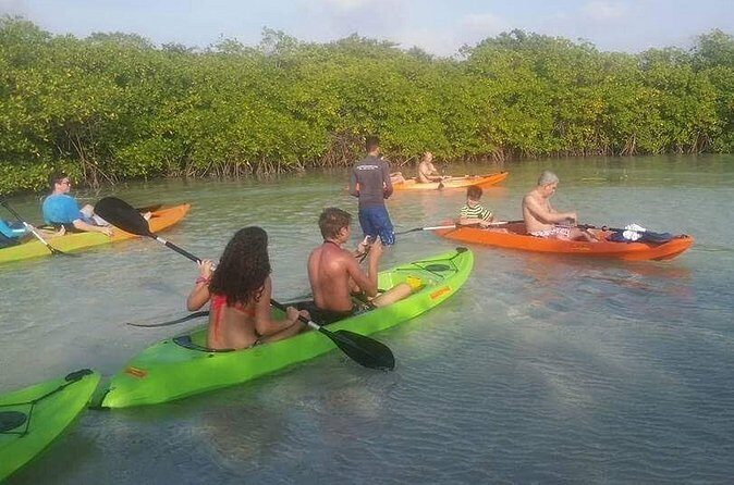 Aruba Glass Bottom Kayak Tour through the Mangrove Forest - The Bottom Line: Who Will Love This?