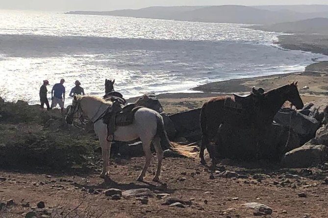 Aruba Horseback Riding Tour For Advanced Riders - The Value for the Price