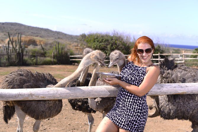 Aruba Ostrich Farm Tour with Lunch - Key Points