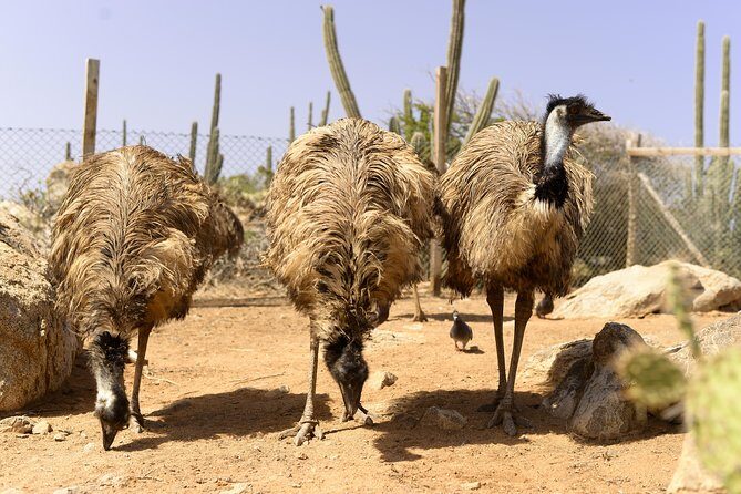 Aruba Ostrich Farm Tour with Lunch - FAQ