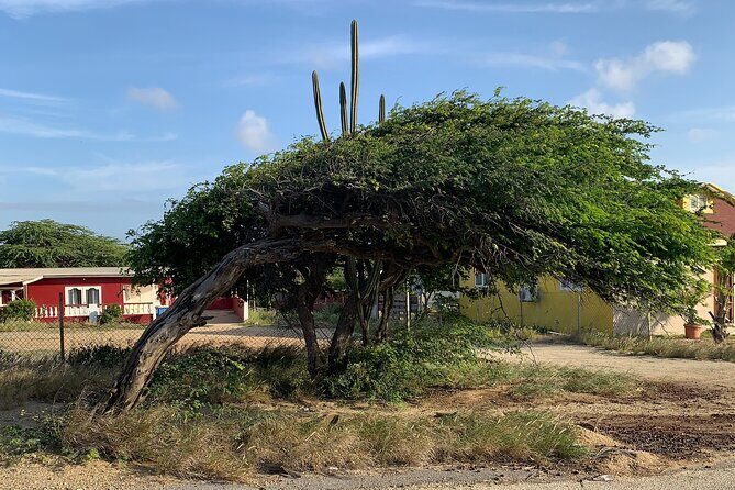 Aruba Private Island tour A/C Van - Final Thoughts