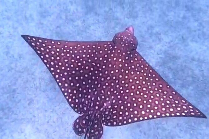 Aruba Seabob Scooter Reef Tour - FAQ