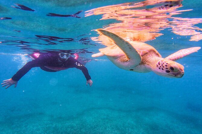 Aruba Turtle Spotting Snorkeling Adventure - A Deep Dive into the Aruba Turtle Snorkeling Experience
