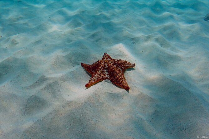 Aruba Turtle Spotting Snorkeling Adventure - The Sum Up