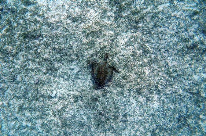 Aruba Turtle Spotting Snorkeling Adventure - FAQ