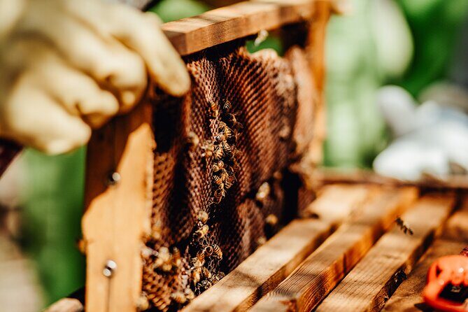 Aruba´s Bee Haven Private Adventure - Who Will Enjoy This Tour?