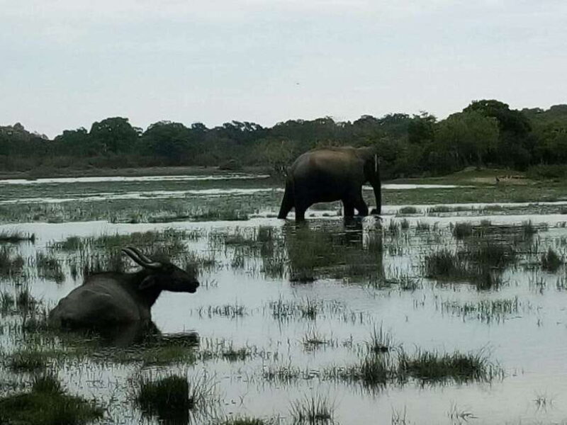 Arugam Bay: All Inclusive Kumana National Park 4x4 Safari - Key Points