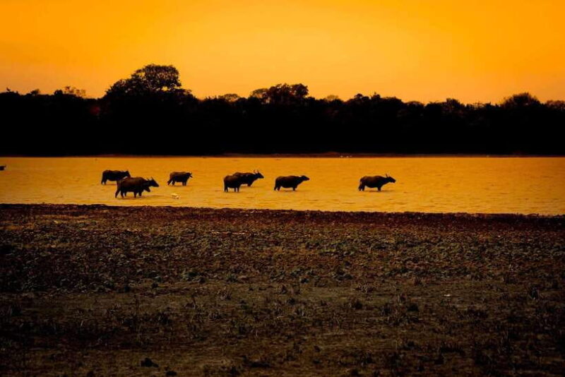 Arugam Bay: All Inclusive Kumana National Park 4x4 Safari - What Travelers Are Saying