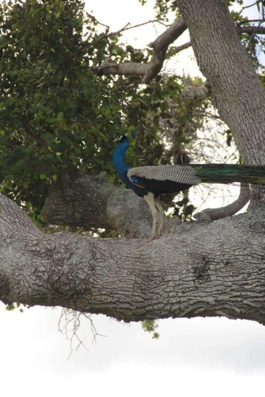 Arugam Bay: All Inclusive Kumana National Park 4x4 Safari - FAQs