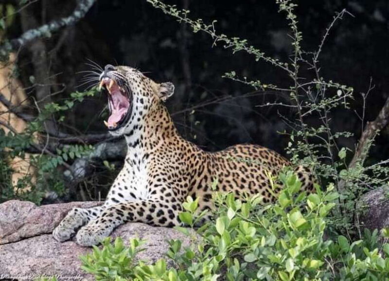 Arugam Bay: Kumana National Park Safari - The Guided Safari Experience