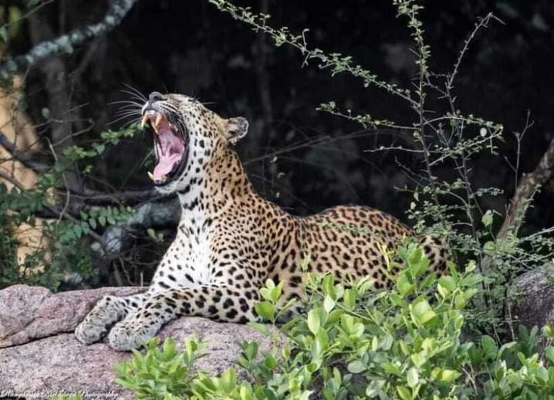 Arugam Bay: Kumana National Park Safari - Who Would Enjoy This Tour?