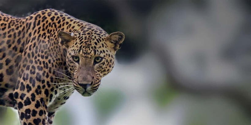 Arugam Bay: Yala Safari & DropOff in Ella - Safari + Transit - Authentic Perspectives from Travelers