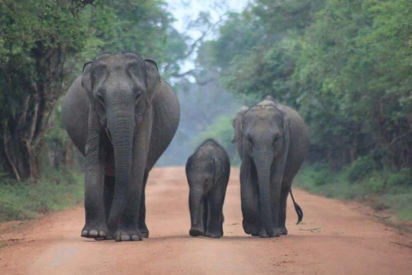 Arugam Bay: Yala Safari & DropOff in Ella - Safari + Transit - Final Thoughts