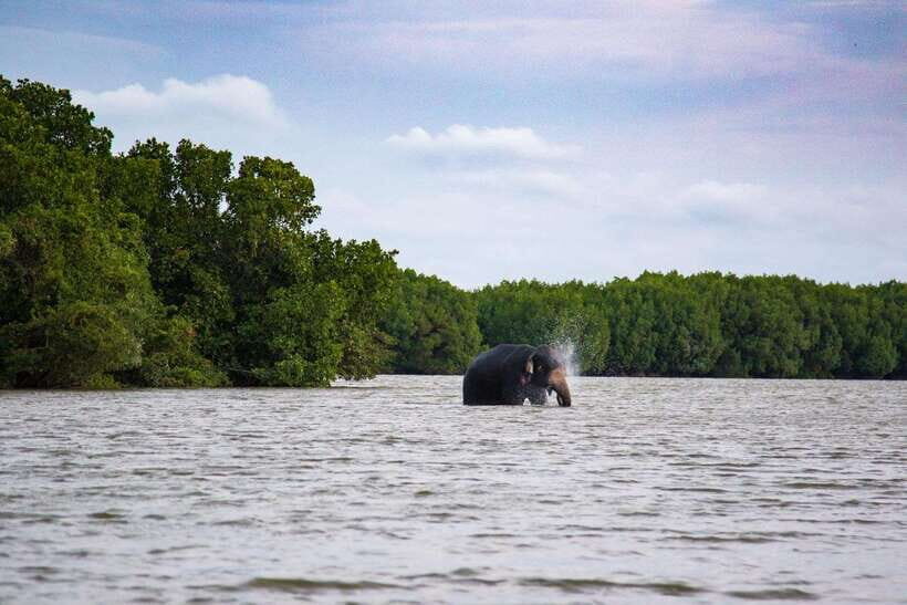 Arugambay :Pottuvil Lagoon Mangrove Eco Boat Safari Tours - What to Expect from the Pottuvil Lagoon Eco Boat Safari