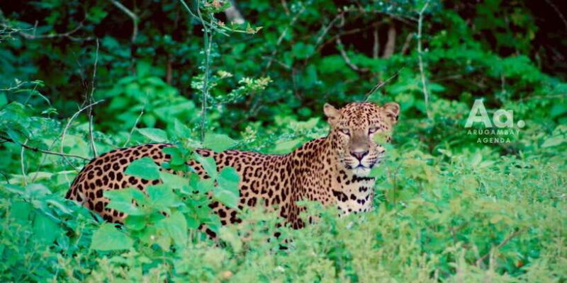 Arugambay to Yala: Wild Safari + Drop-off Flexibility - Key Points