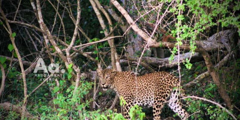 Arugambay to Yala: Wild Safari + Drop-off Flexibility - The Value Proposition