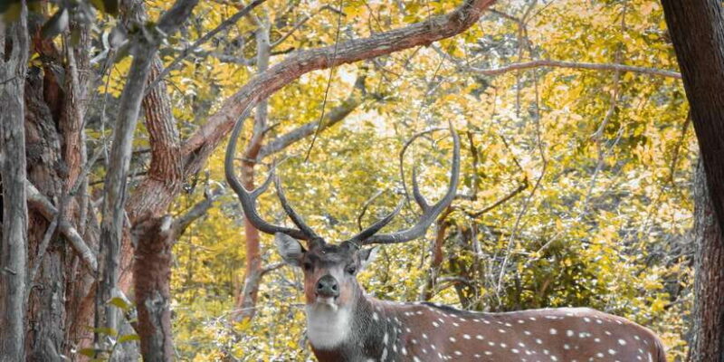 Arugambay to Yala: Wild Safari + Drop-off Flexibility - Who Will Love This Tour?