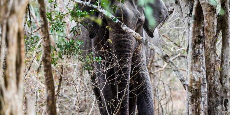 Arugambay to Yala: Wild Safari + Drop-off Flexibility - Final Thoughts