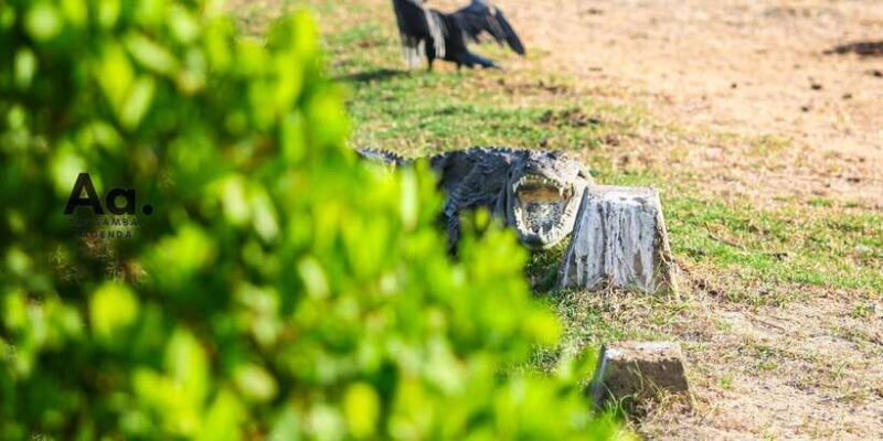 Arugambay to Yala: Wild Safari + Drop-off Flexibility - FAQ