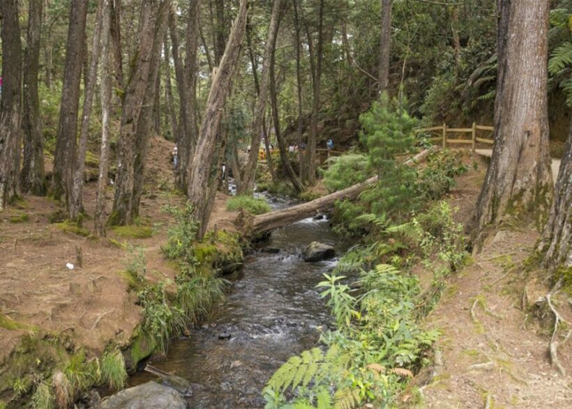 Arvi Park Walking tour and city views from Metrocable. - Who Is This Tour Best Suited For?