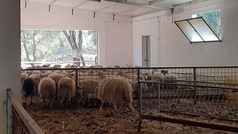 Arzana: Day with a shepherd w/ lunch in a farm - Who Should Consider This Tour?