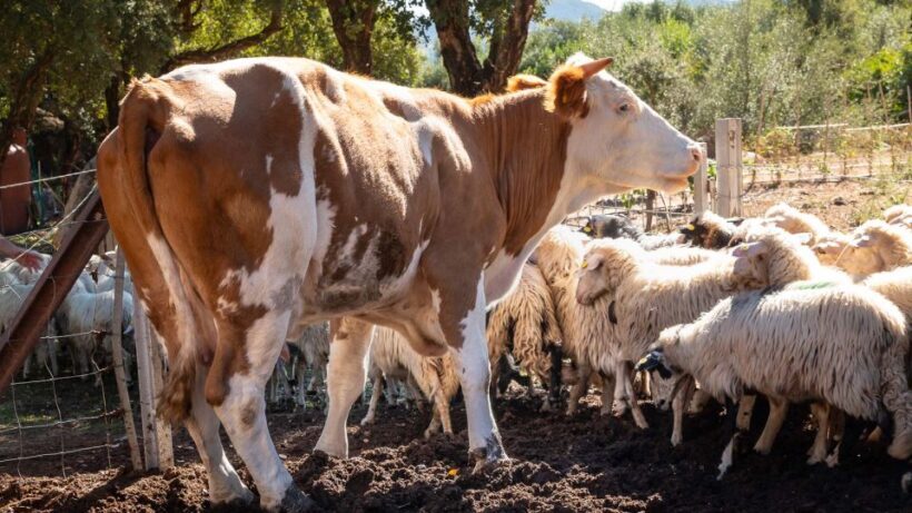 Arzana: Organic product tasting in a farm at sunset - FAQ