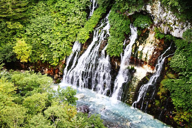 Asahiyama Zoo, Blue Pond, Shirahige Falls, Ningle Terrace (from Sapporo) - Traveler Experiences and Driver Feedback