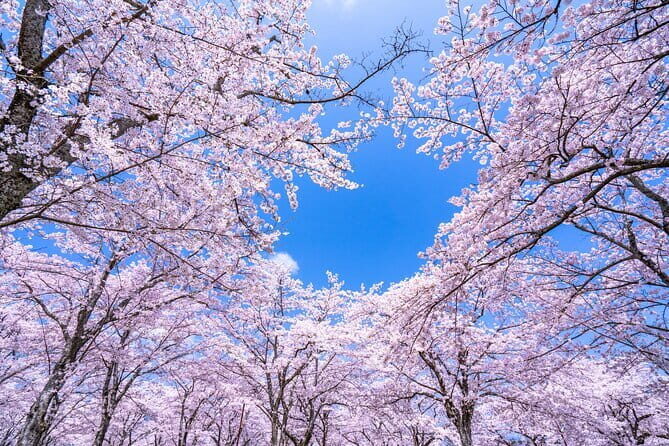 Asakusa: Cherry Blossom Viewing and History Tour - Practical Details and What to Expect