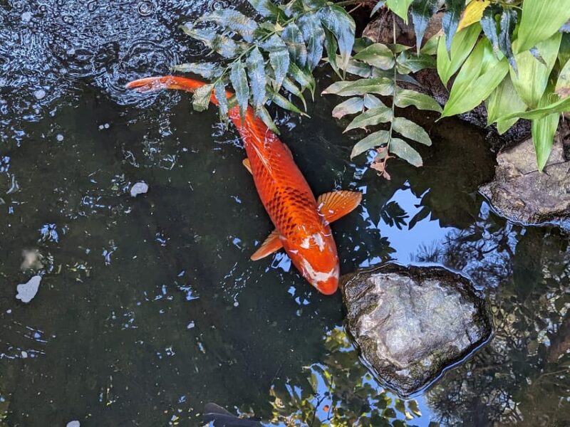 Asakusa: History Tour With Lunch - Frequently Asked Questions