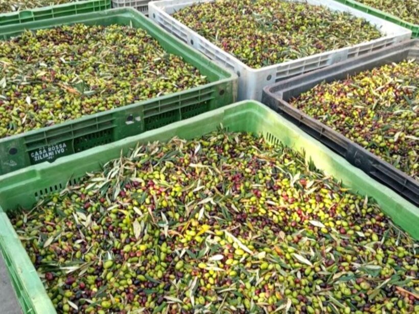 Ascoli Piceno: Olive Oil Tasting with local products - Key Points