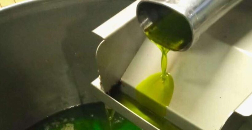 Ascoli Piceno: Olive Oil Tasting with local products - The Itinerary: What You Can Expect
