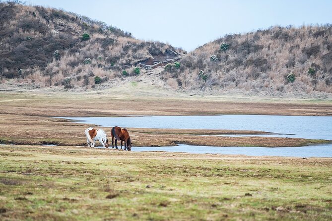 Aso Vocano, Grassland,Onsen and Aso Shrine 1-Day Tour - Experience the Aso Thousand-mile Grassland