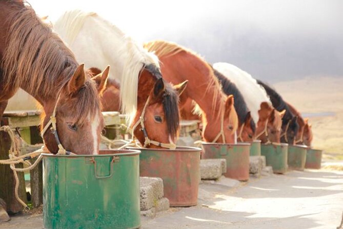 Aso Vocano, Grassland,Onsen and Aso Shrine 1-Day Tour - Relax at Kurokawa Onsen (or Dazaifu Tenmangu Shrine)