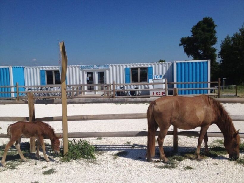 Assateague Island: Bike Rental from the Bayside Stand - Who Would Enjoy This Experience?