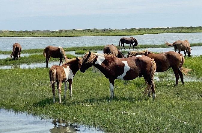 Assateague Island Cruise Departs from Ocean Pines - Final Thoughts: Is This Tour for You?