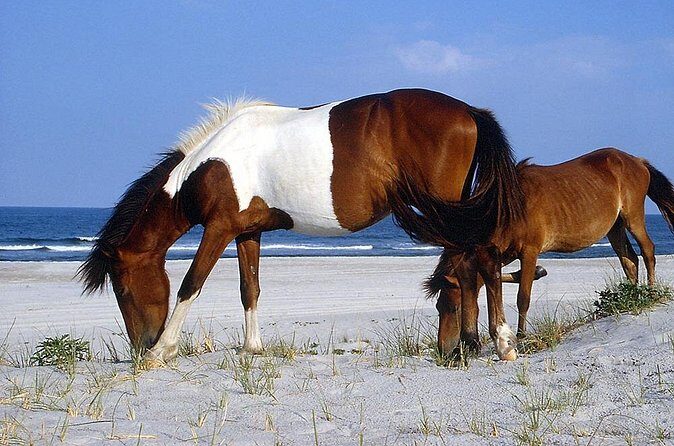 Assateague Island Cruise Departs from Ocean Pines - Frequently Asked Questions