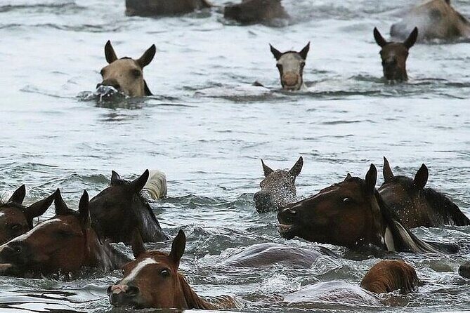 Assateague Island Kayak Tours and Ponies Experience - A Deep Dive into the Assateague Island Kayak Tour