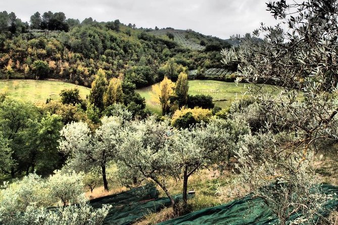 Assisi, Deruta & organic gourmet lunch at the olive oil farmhouse from SIENA - The Experience in Practical Terms