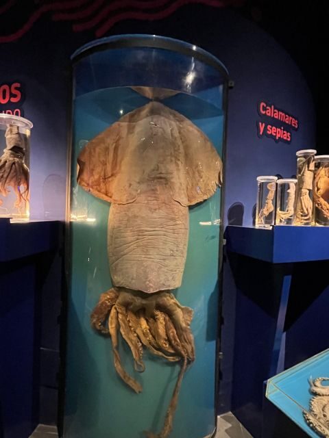 Asturias Occidental Coast Cudillero and Cathedrals Beach - Breaking Down the Itinerary: What You’ll Love and What to Watch