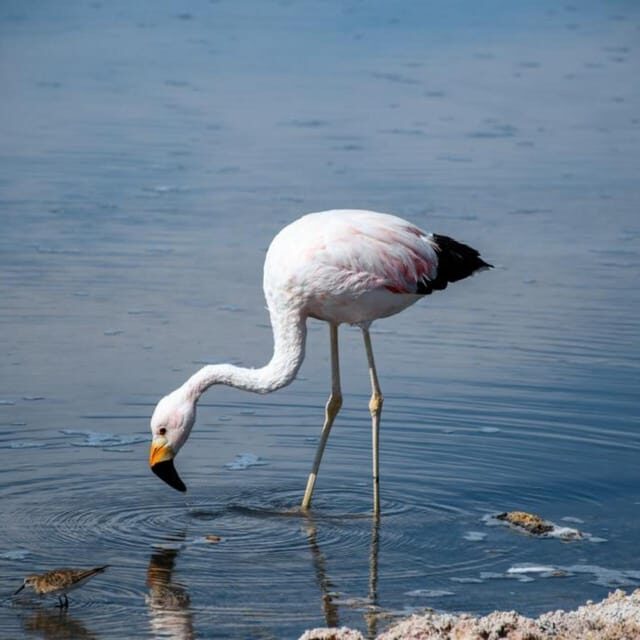 Atacama, Rutas de Los Salares - What to Expect: Practical Details