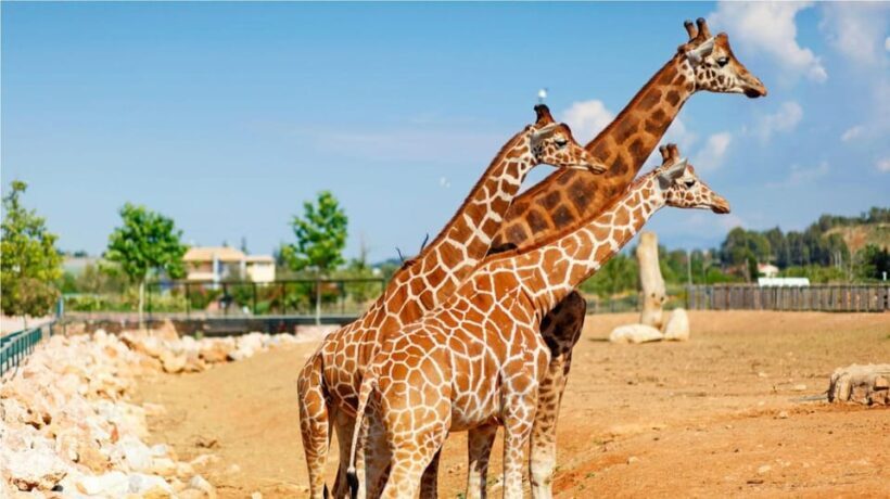 Athens: Attica Zoological Park & Athens National Garden Trip - Deep Dive: Why This Tour Offers Real Value