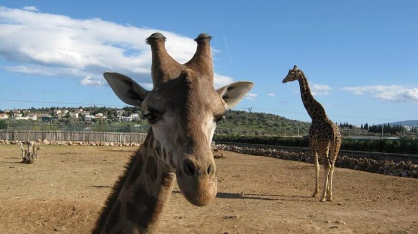 Athens: Attica Zoological Park & Athens National Garden Trip - FAQs