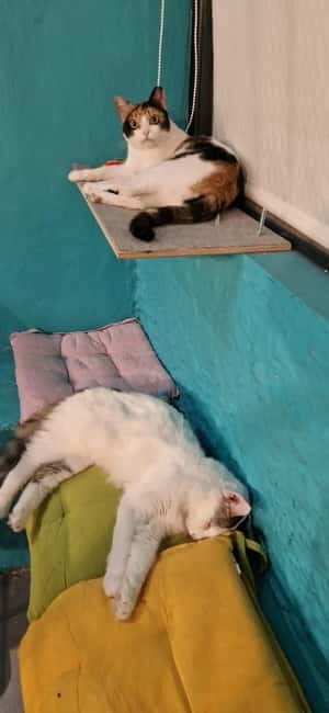 Athens: Cat Cafe Visit with Drink and Sweet - An In-Depth Look at Athens’ Cat Café