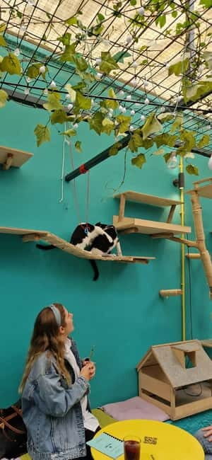 Athens: Cat Cafe Visit with Drink and Sweet - Why It Offers Good Value